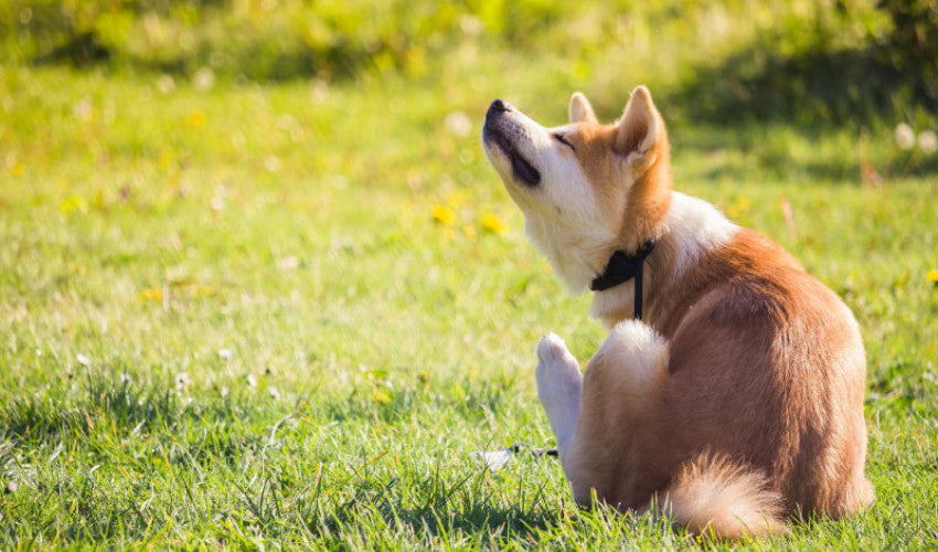 Dog Food for Sensitive Skin & Coat