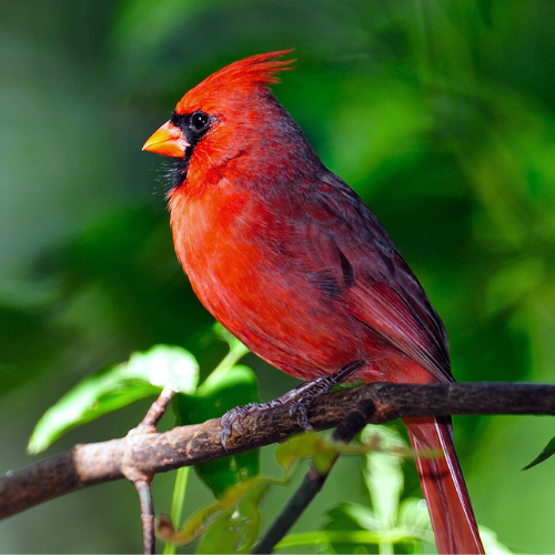 Wild Bird - East Longmeadow, MA - A.W. Brown Pet & Garden Store