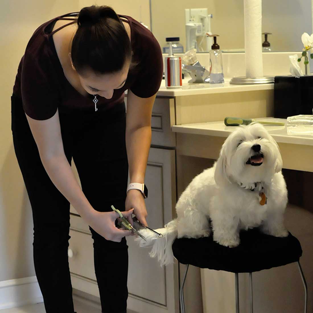 Coastal Pet Products Safari Dog Grooming Combs for Medium and Fine ...